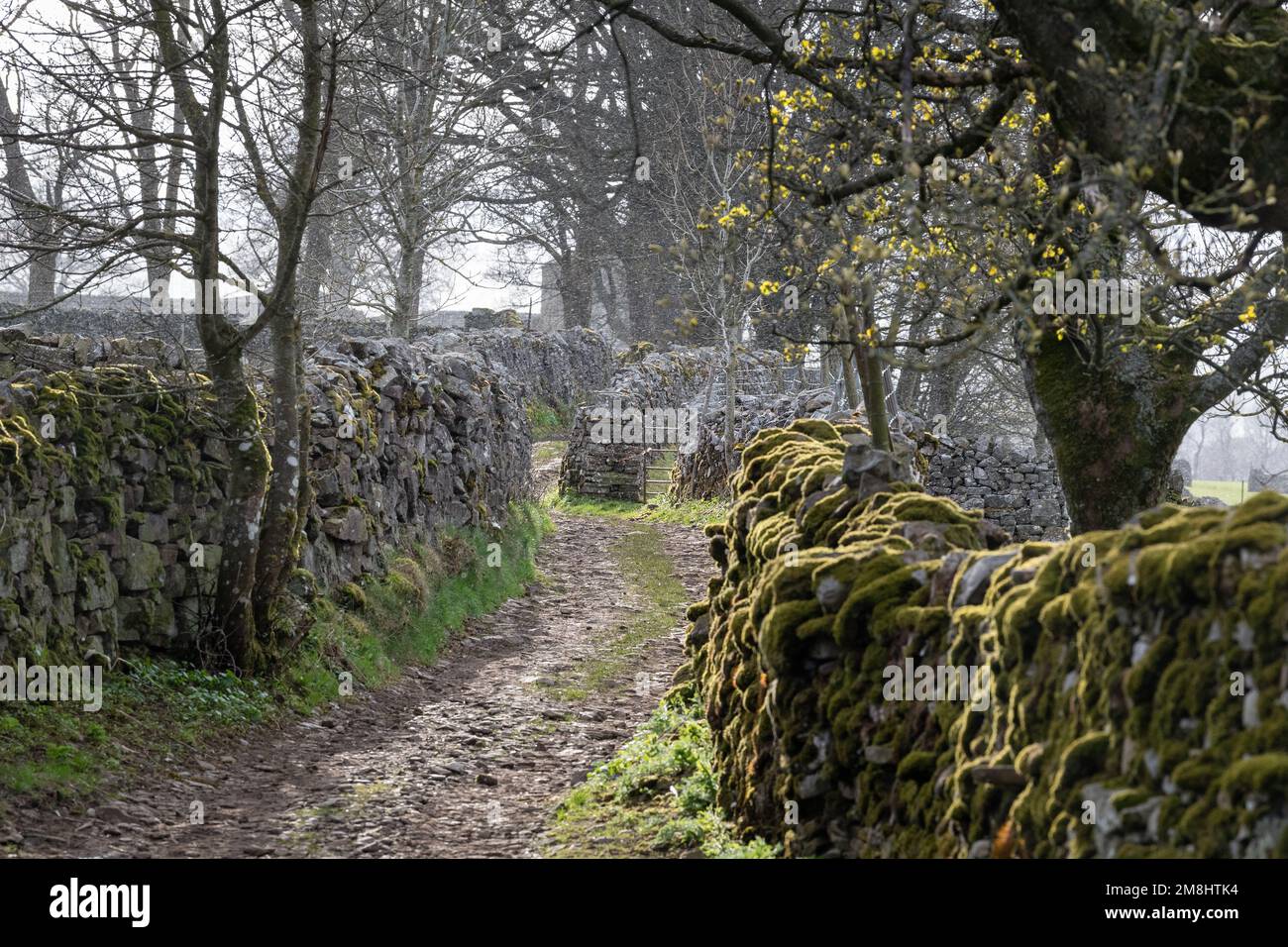 Drystone wall hawes yorkshire dales hi-res stock photography and images ...