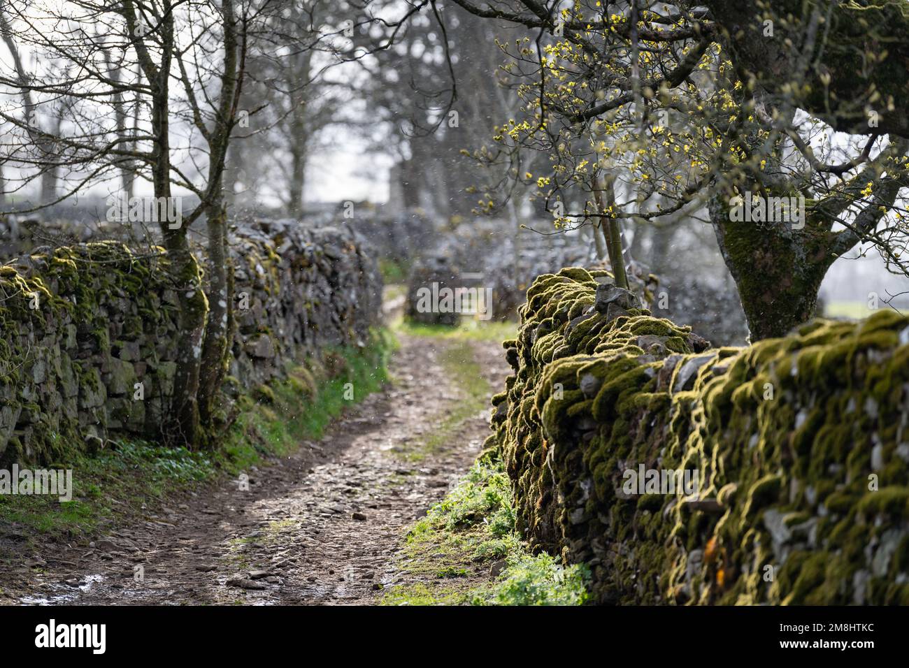 Narrow drovers lane in early spring, near Burtersett, a hamlet near ...