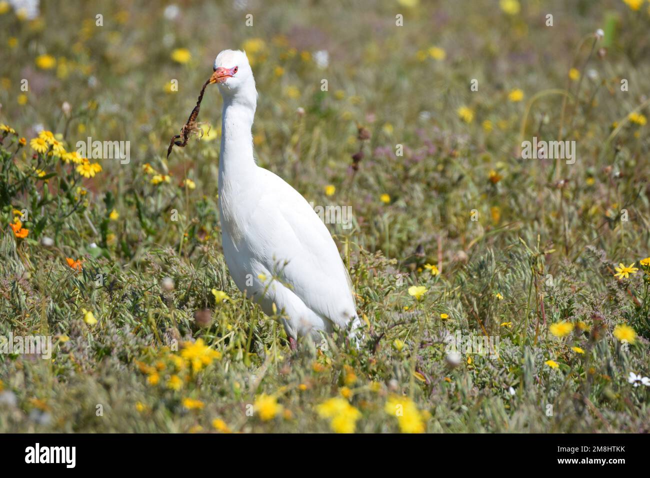 White feathered Western Cattle Egret stalking insects amongst the ...