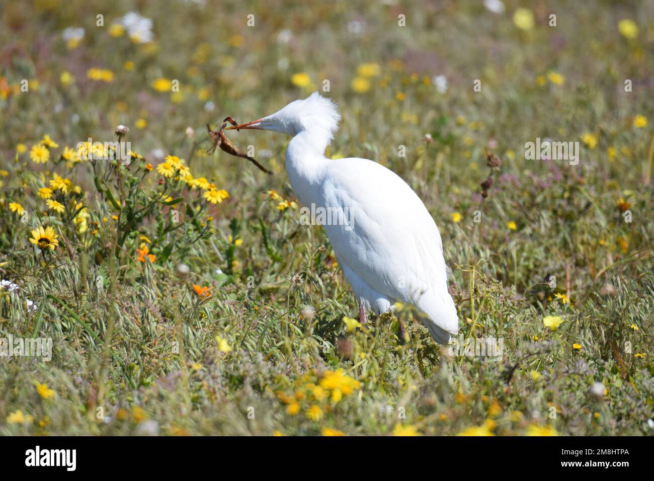 White feathered Western Cattle Egret stalking insects amongst the ...