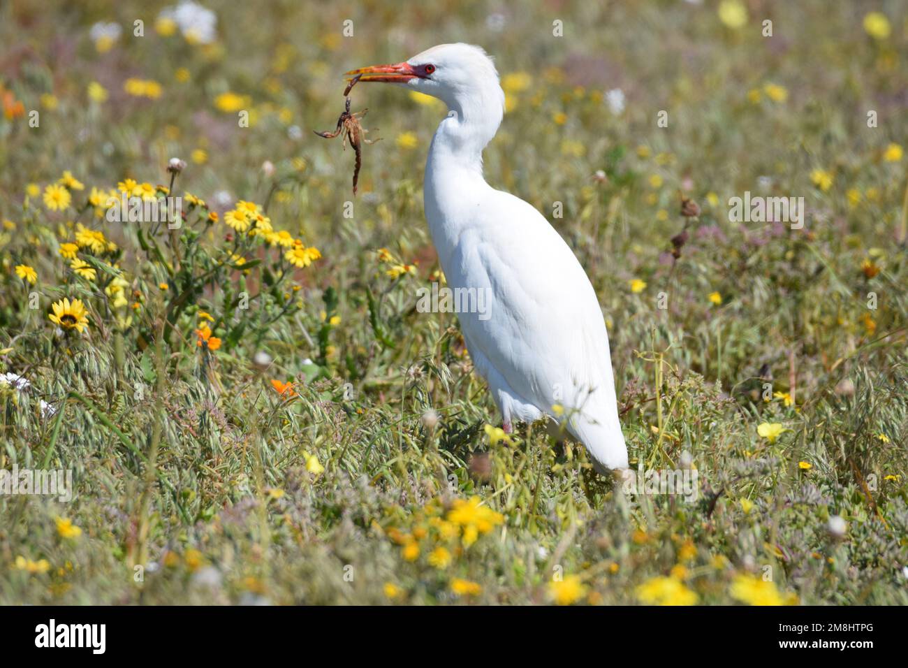 White feathered Western Cattle Egret stalking insects amongst the ...