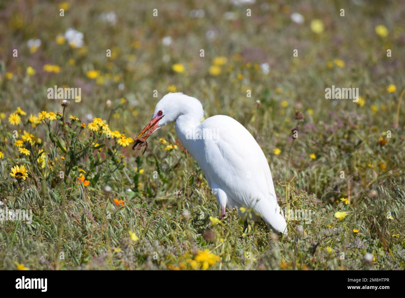 White feathered Western Cattle Egret stalking insects amongst the ...