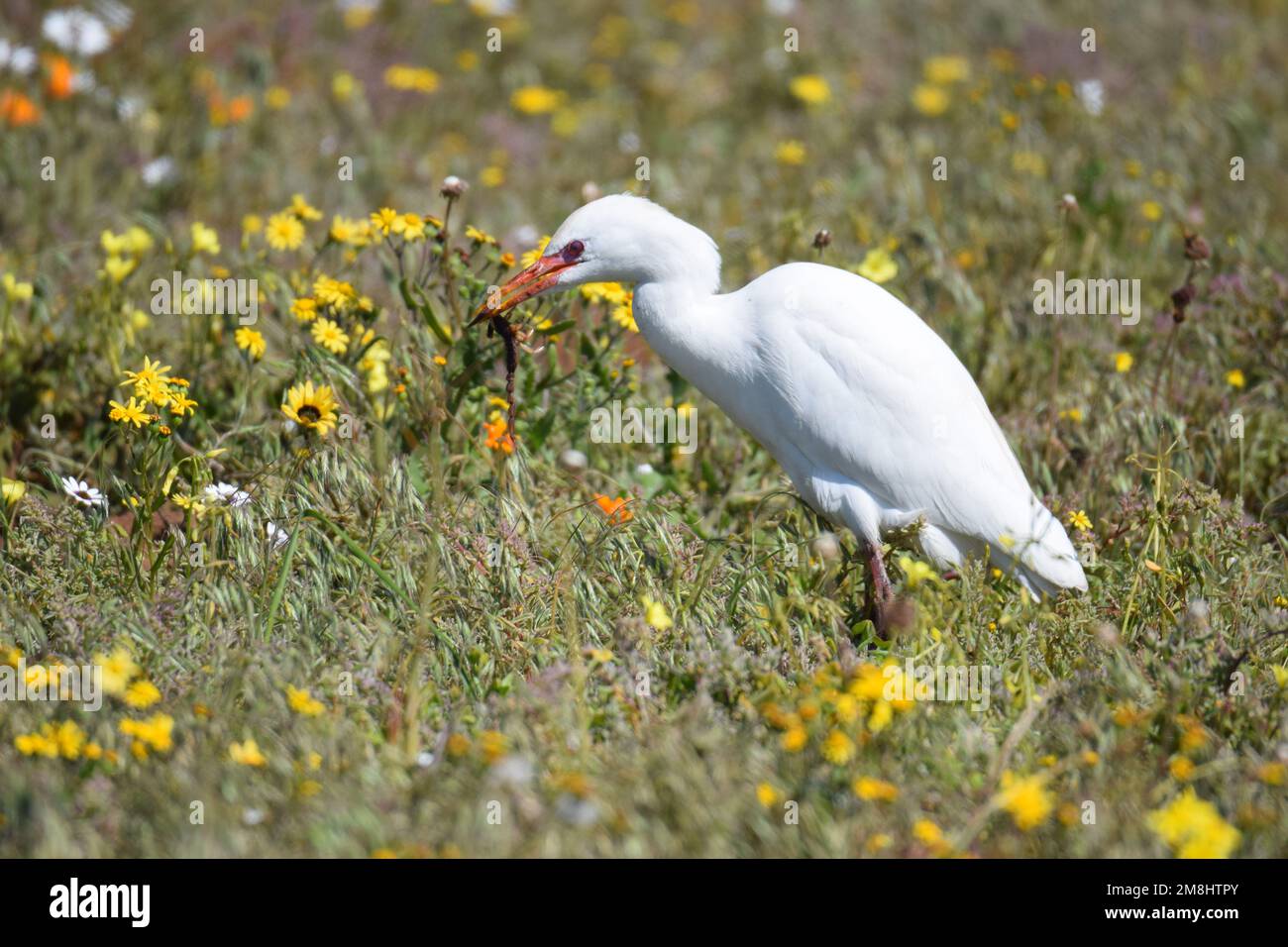White feathered Western Cattle Egret stalking insects amongst the ...