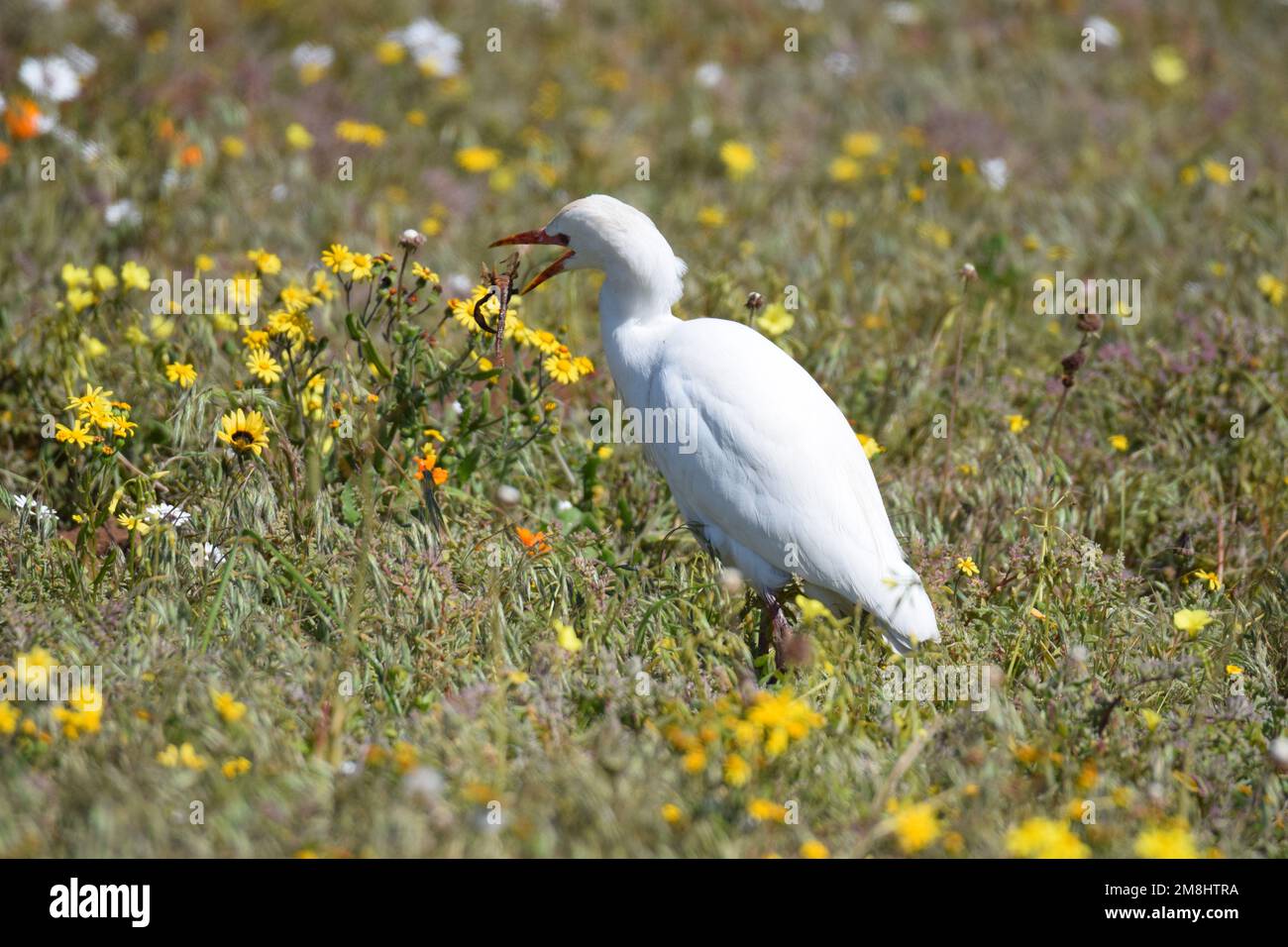 White feathered Western Cattle Egret stalking insects amongst the ...