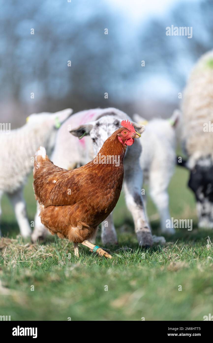 Free range hens in among a flock of ewes and lambs after they have been ...