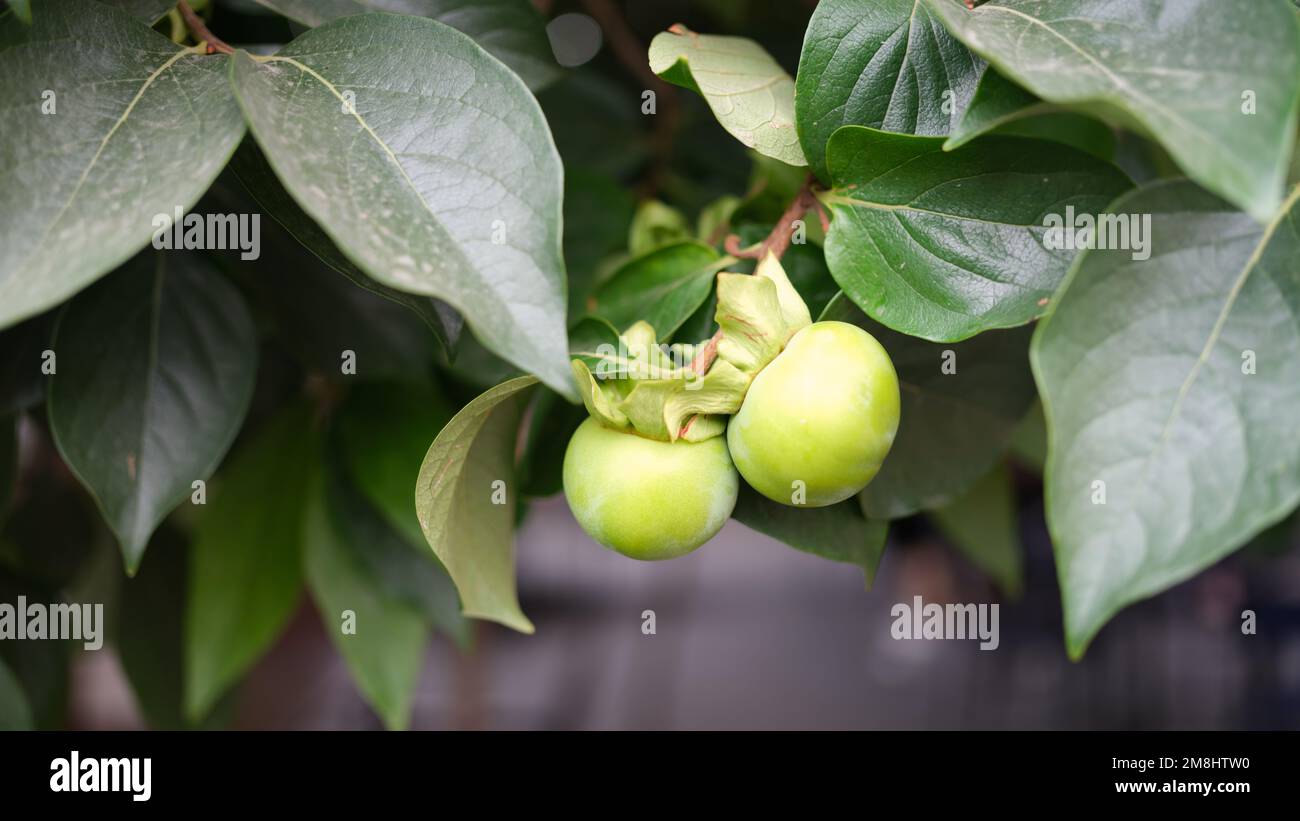 Peach plum garden hi-res stock photography and images - Alamy