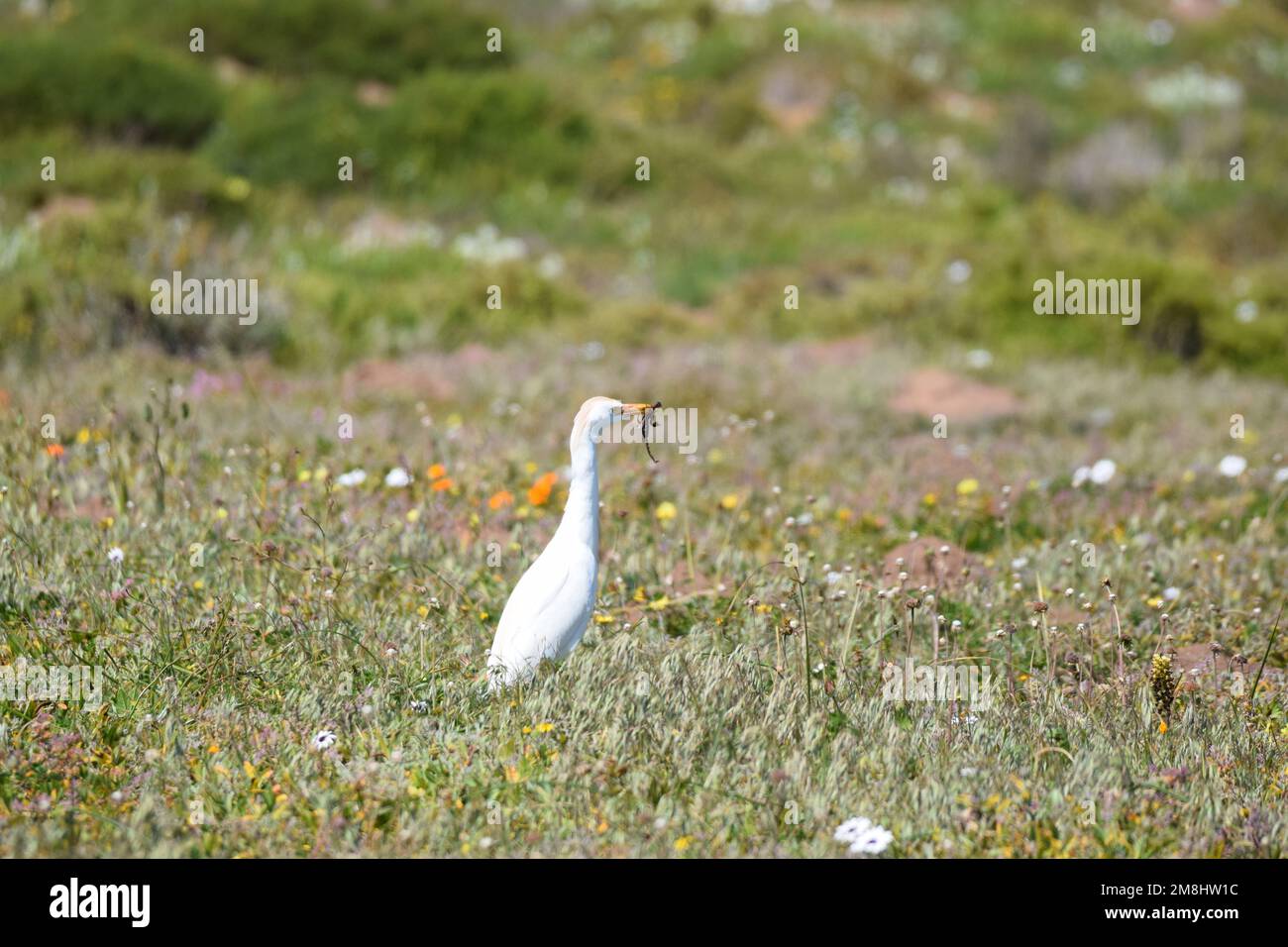 White feathered Western Cattle Egret stalking insects amongst the ...