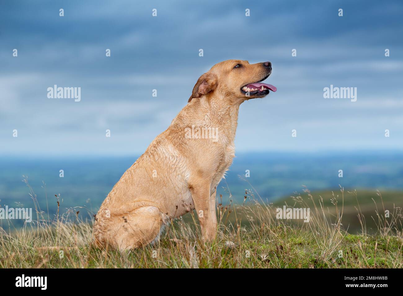 Gundog hi-res stock photography and images - Alamy