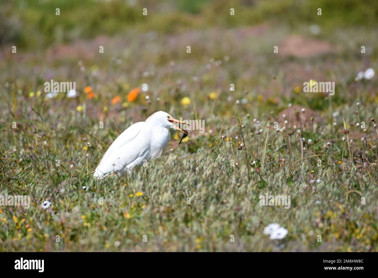 White feathered Western Cattle Egret stalking insects amongst the ...