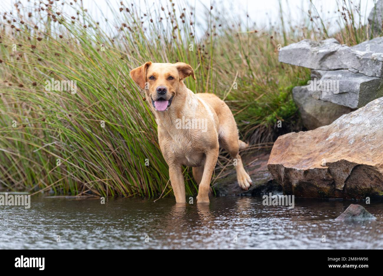 Working Golden Labrador in water whilst out working, Cumbria, UK Stock ...