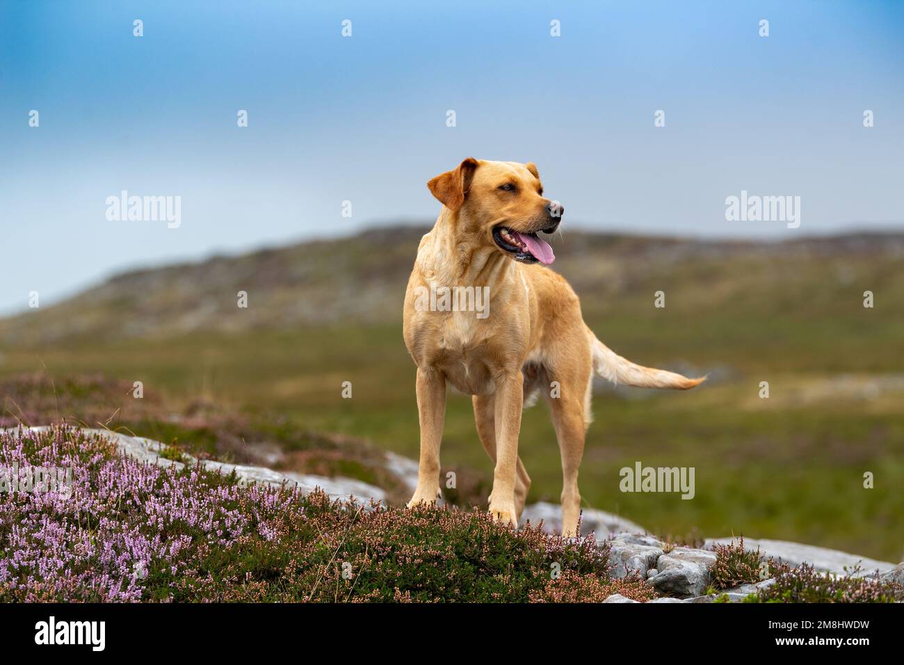 Golden Labrador gundog out on moorland, Cumbria, UK Stock Photo - Alamy