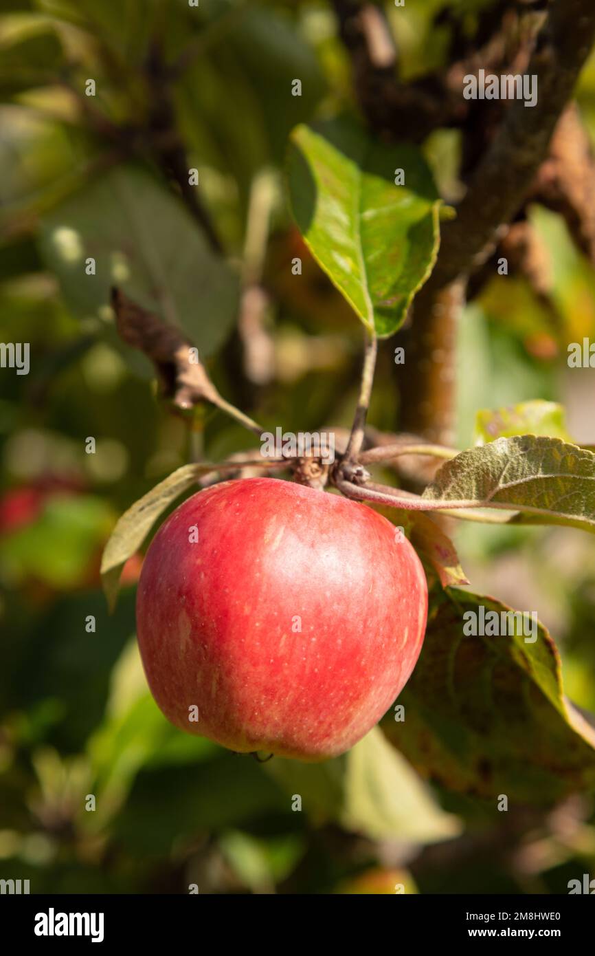 Apple ripening on the tree hi-res stock photography and images - Alamy