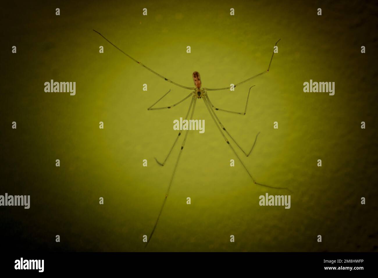 A closeup shot of a single Pholcus phalangioides spider in the yellow ...