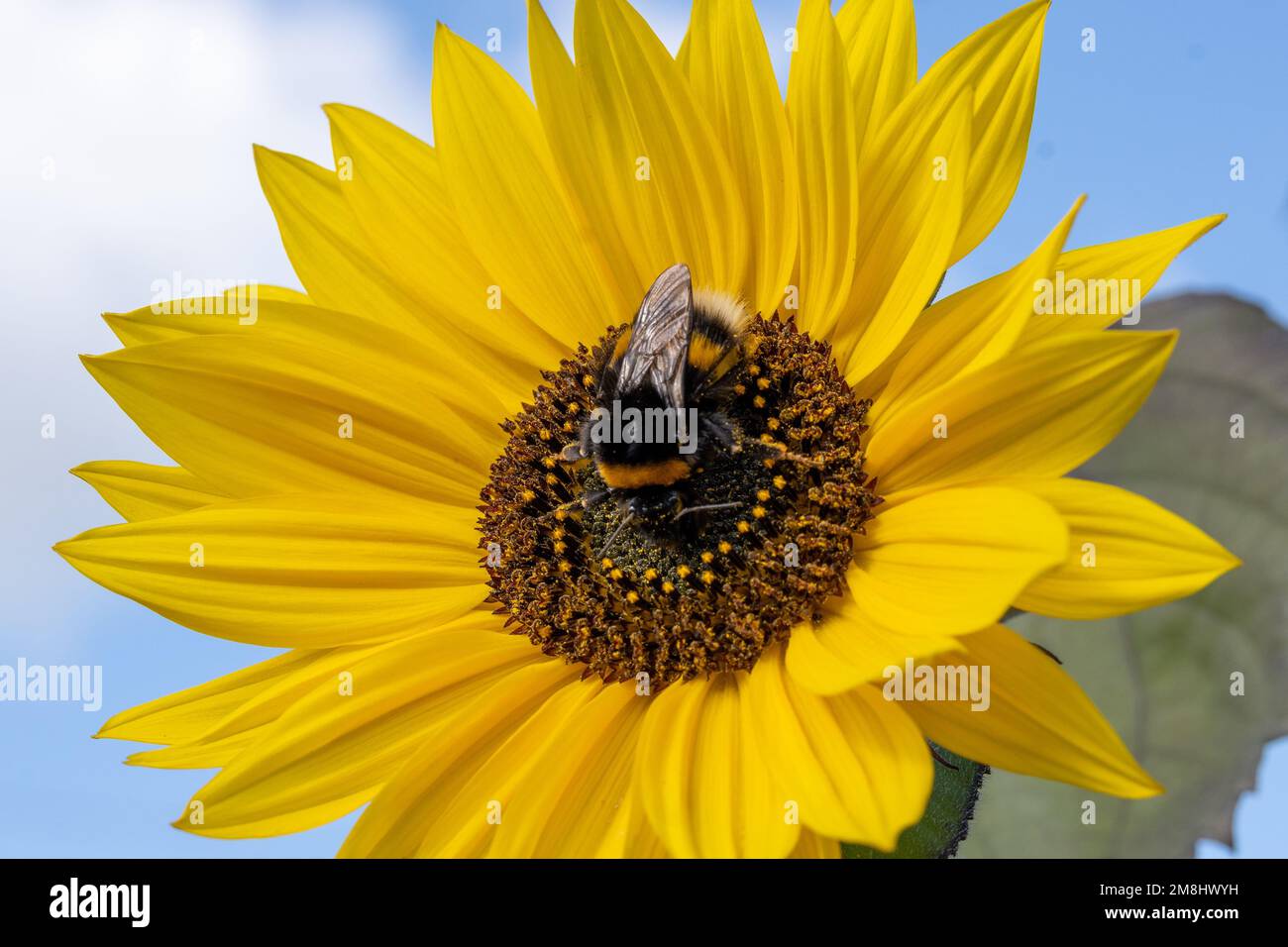A macro shot of honey bee sitting on sunflower and collecting nectar on ...
