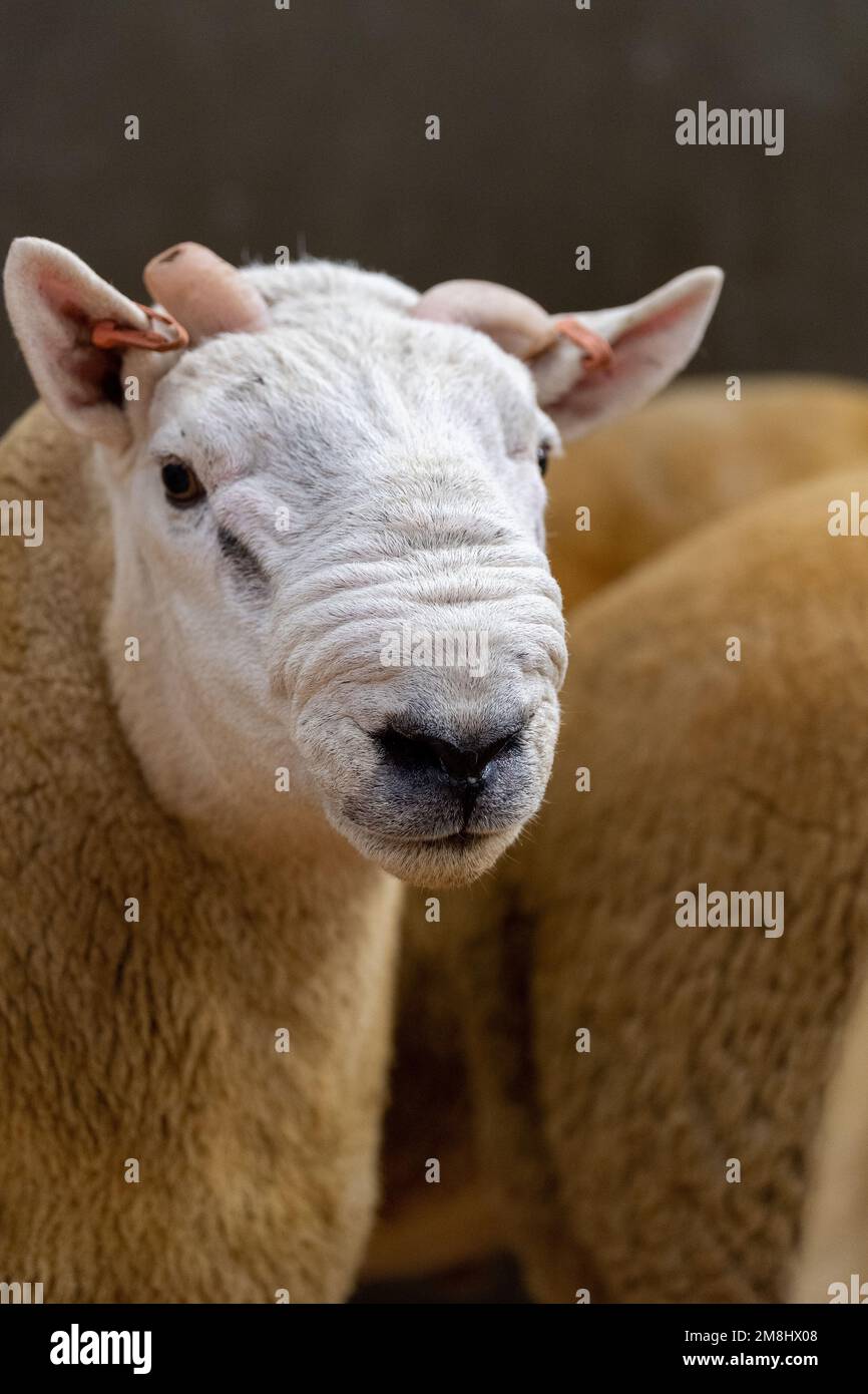 North Country Cheviot, Hill Type, ram sale at Lockerbie Livestock ...