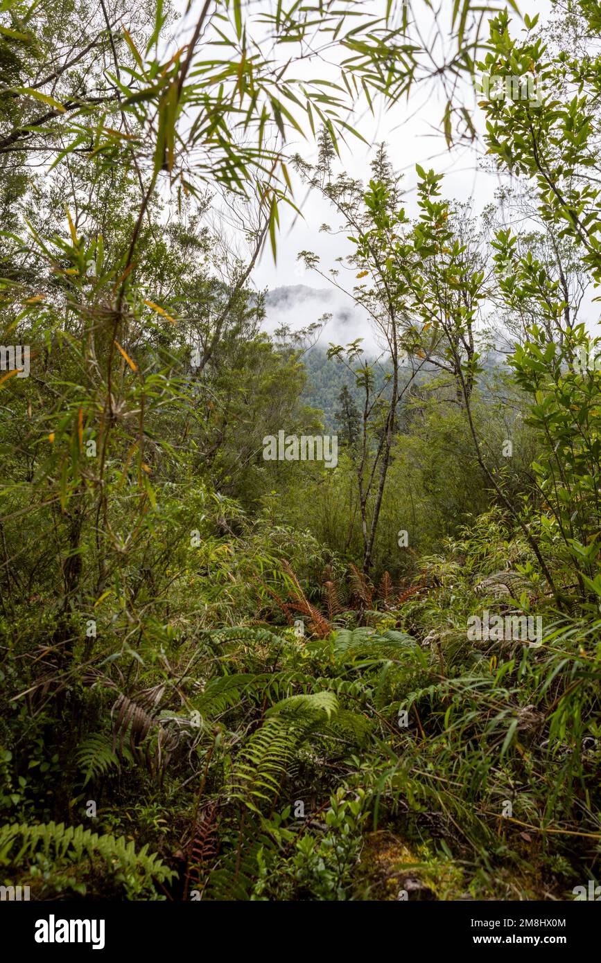 Discovering the fauna of a temperate rain forest while hiking the ...
