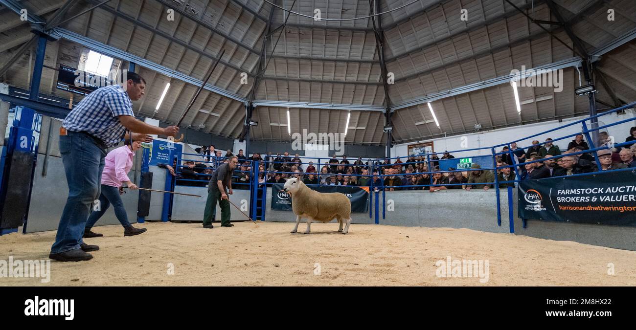 Rural country ruminant livestock farm hi-res stock photography and ...