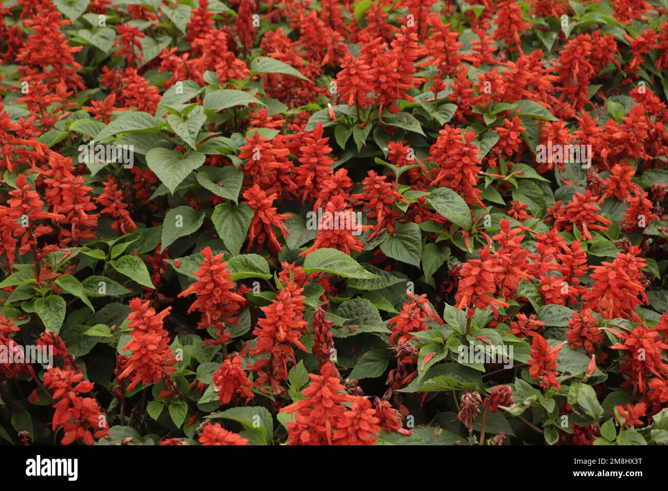 Close-up Red Salvia (Salvia splendens Stock Photo - Alamy