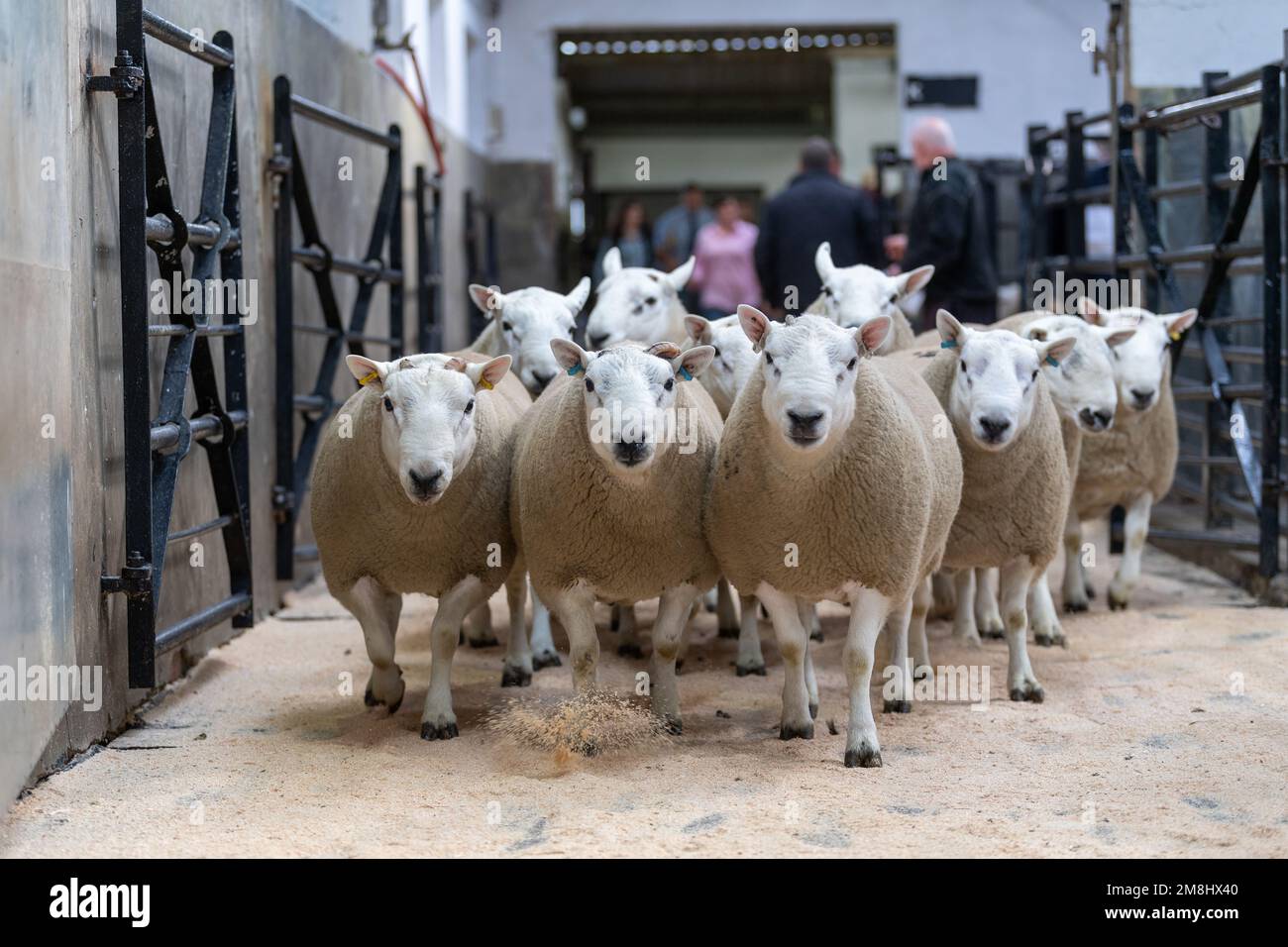 Lockerbie mart hi-res stock photography and images - Alamy