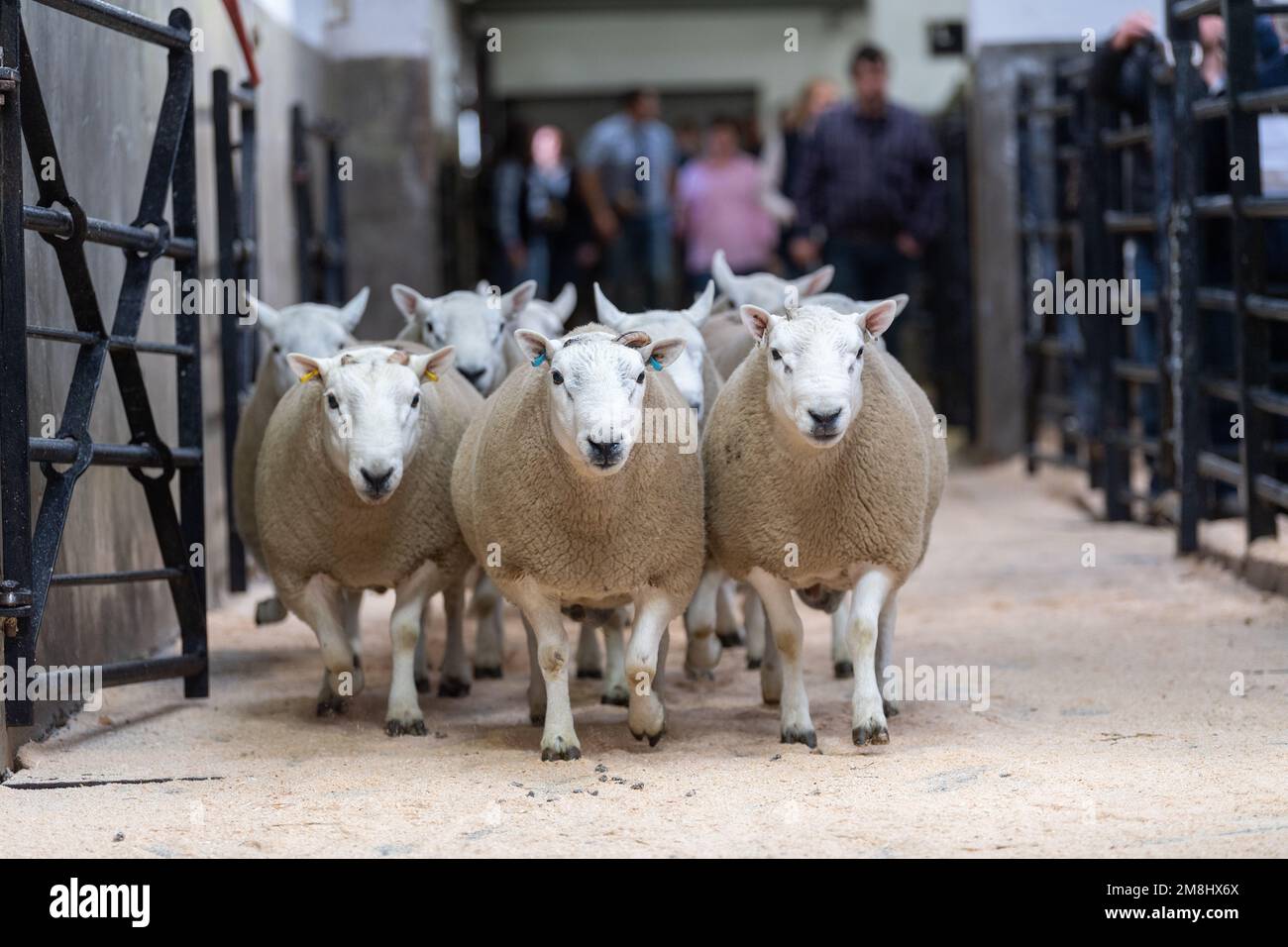 Lockerbie mart hi-res stock photography and images - Alamy