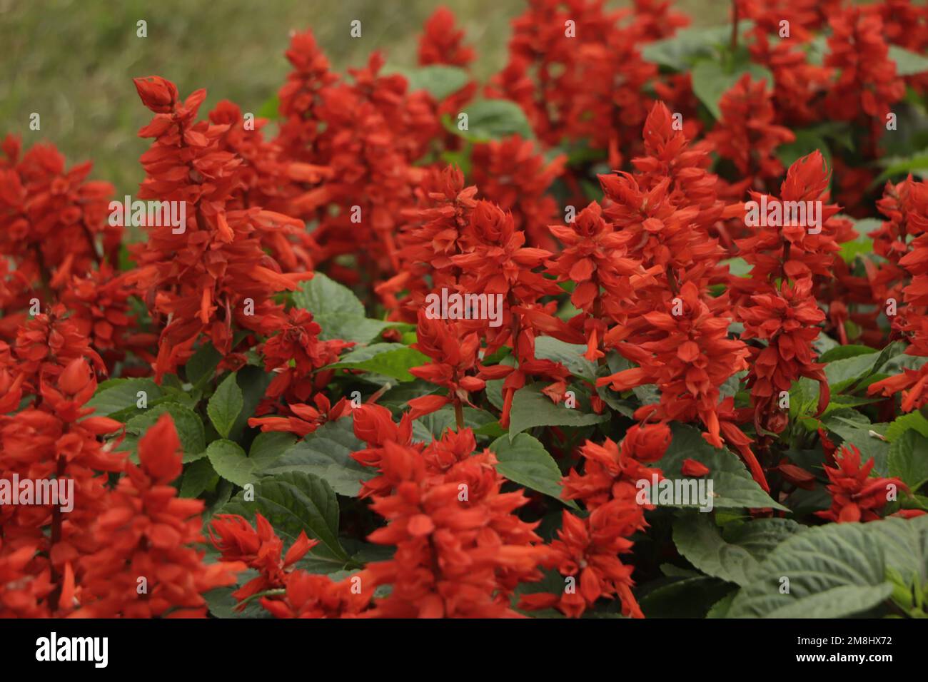 Red salvia flower blooming glade, top view background Stock Photo - Alamy
