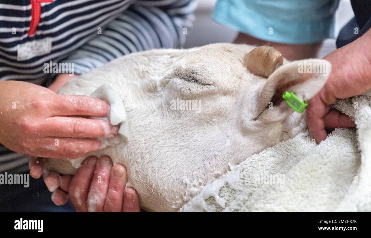 Rural country ruminant livestock farm hi-res stock photography and ...