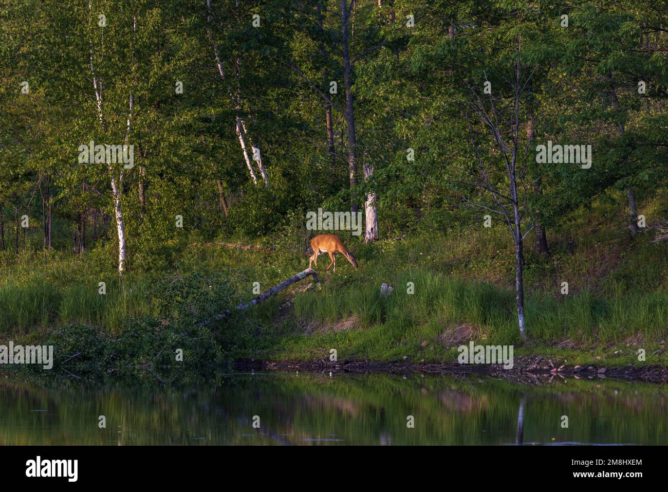 White tail deer doe walking hi-res stock photography and images - Alamy