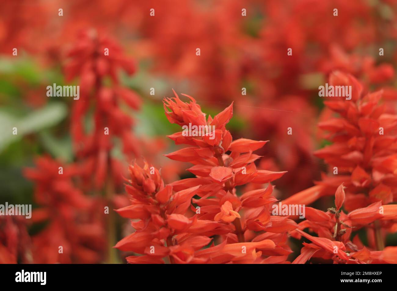 Red salvia closeup in garden Stock Photo - Alamy