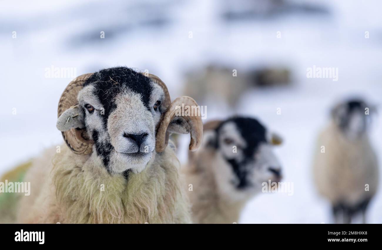 Swaledale sheep out in the snow after a storm. North Yorkshire, UK ...