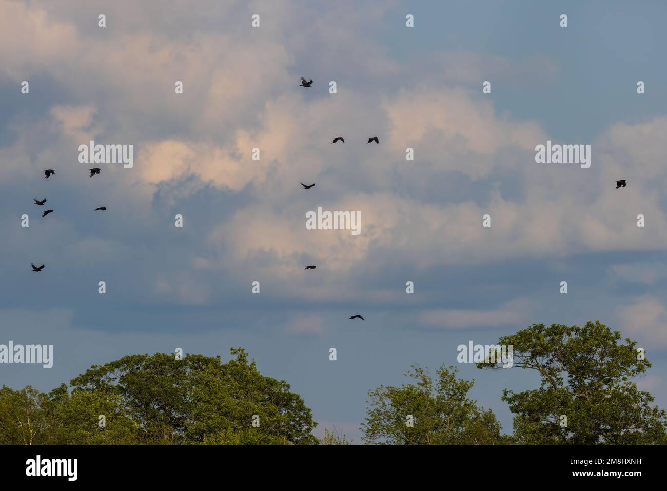 American crows flying in northern Wisconsin Stock Photo - Alamy