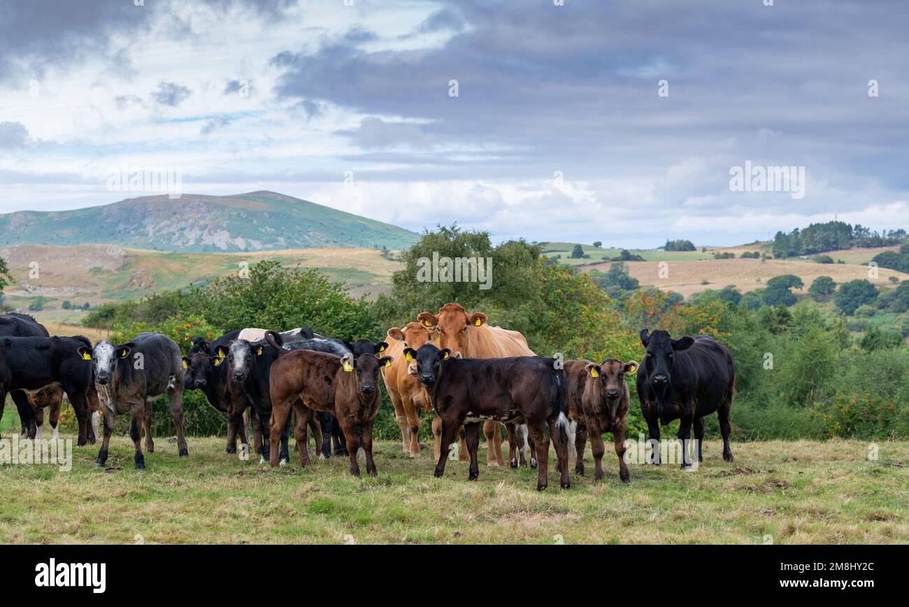 Herd of beef cattle on upland pastures with calves sired by a British ...