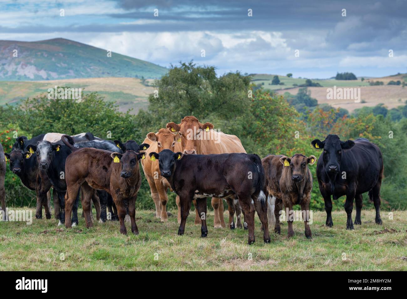 Herd of beef cattle on upland pastures with calves sired by a British ...