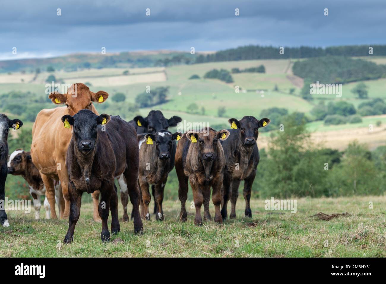 Herd of beef cattle on upland pastures with calves sired by a British ...