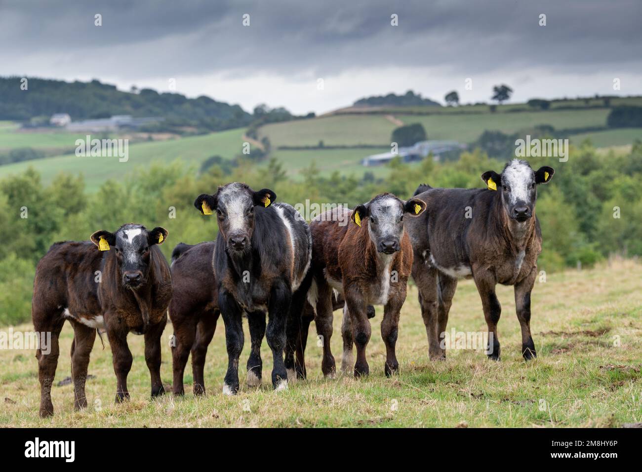 Herd of beef cattle on upland pastures with calves sired by a British ...