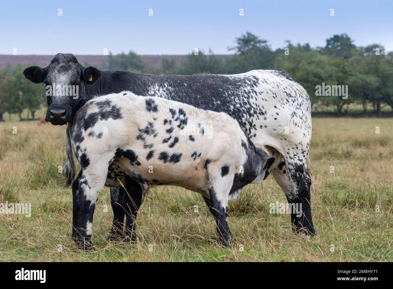 Herd of beef cattle on upland pastures with calves sired by a British ...