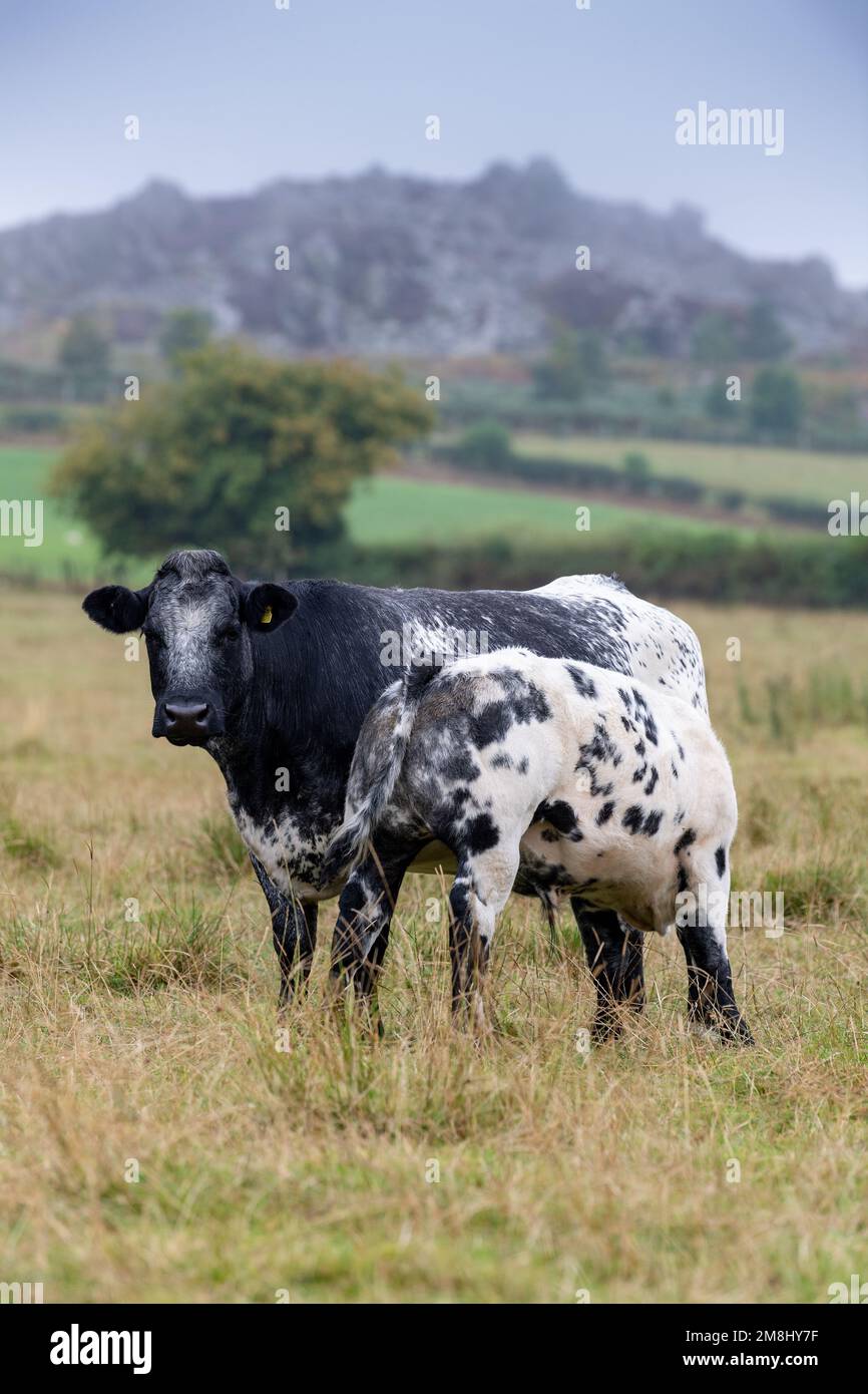 British beef grass fed meat hi-res stock photography and images - Alamy