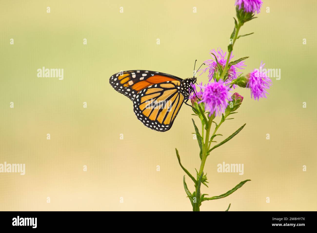 A closeup of a monarch butterfly feeding on a colorful flower Stock ...