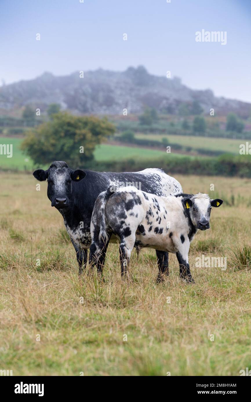 Herd of beef cattle on upland pastures with calves sired by a British ...