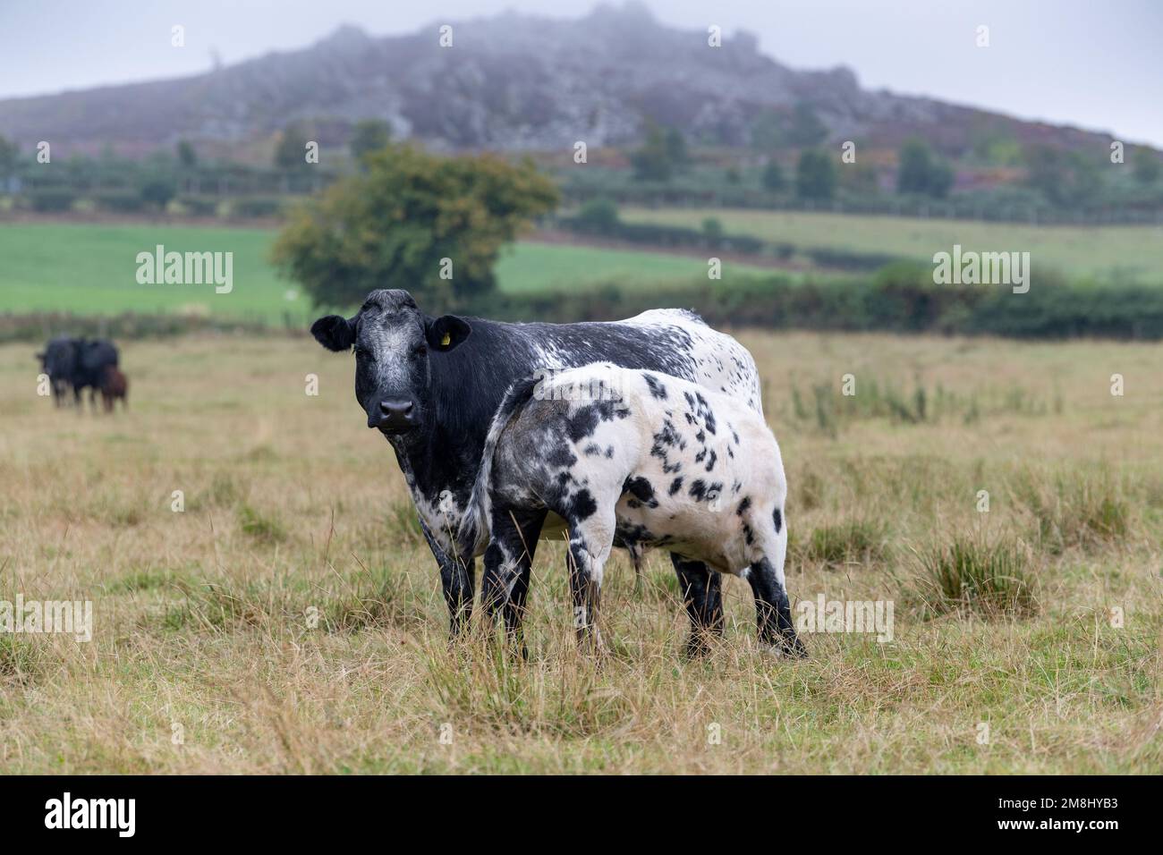 Herd of beef cattle on upland pastures with calves sired by a British ...