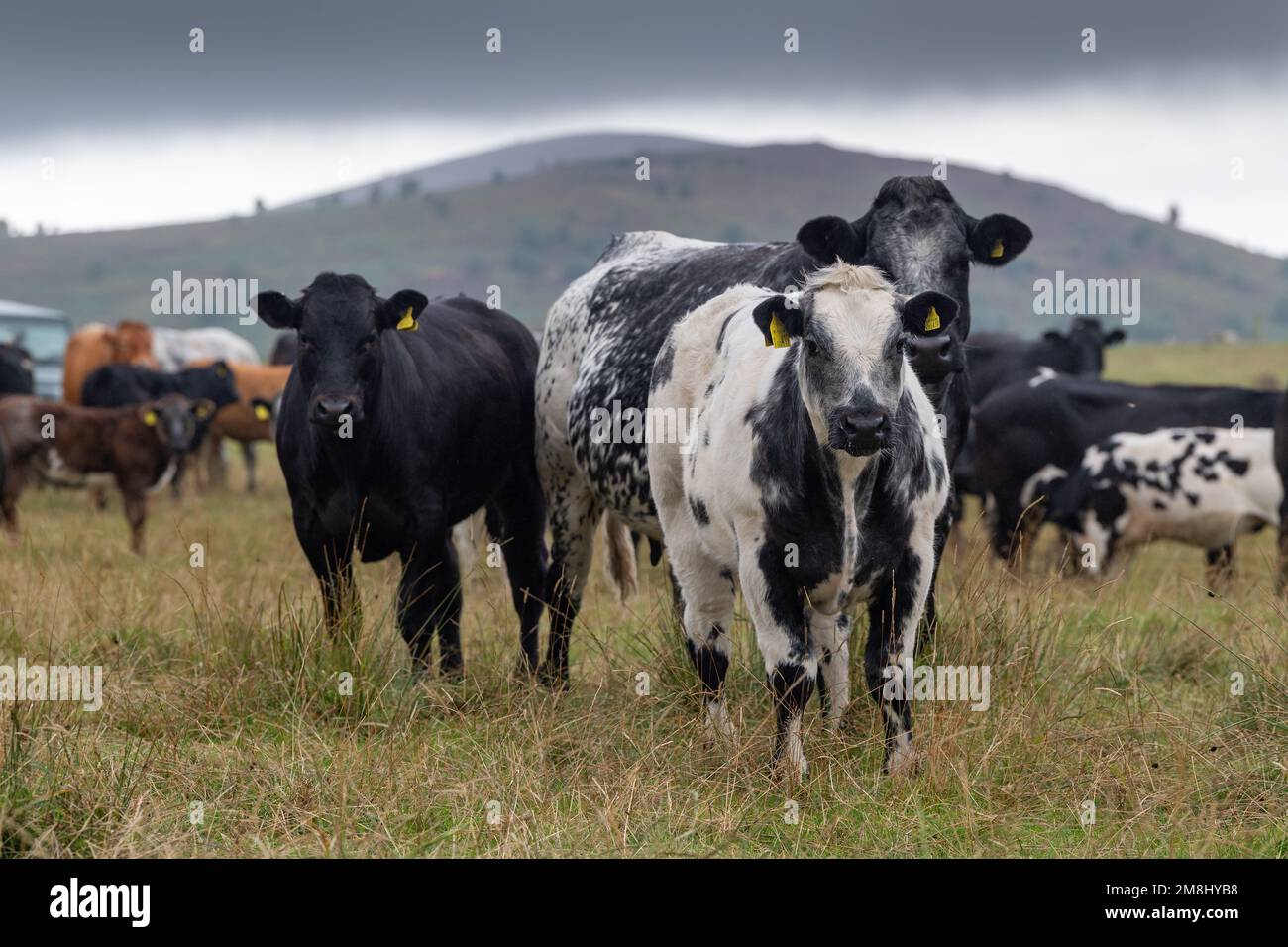 Herd of beef cattle on upland pastures with calves sired by a British ...