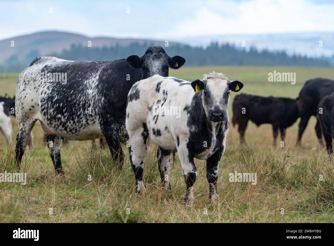 Herd of beef cattle on upland pastures with calves sired by a British ...