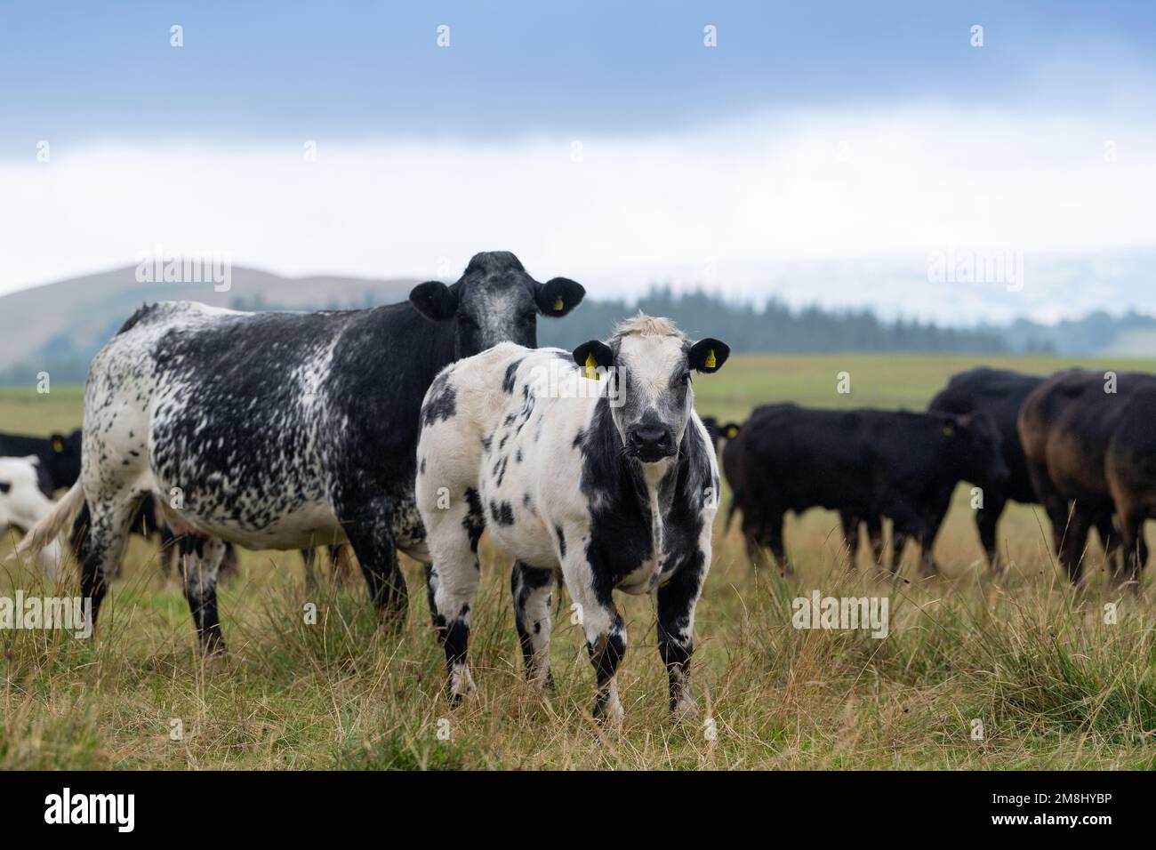 Herd of beef cattle on upland pastures with calves sired by a British ...
