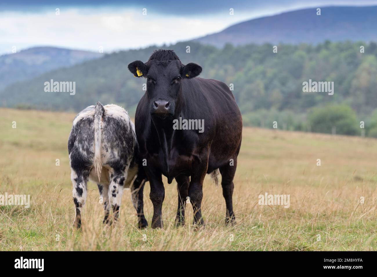 Herd of beef cattle on upland pastures with calves sired by a British ...
