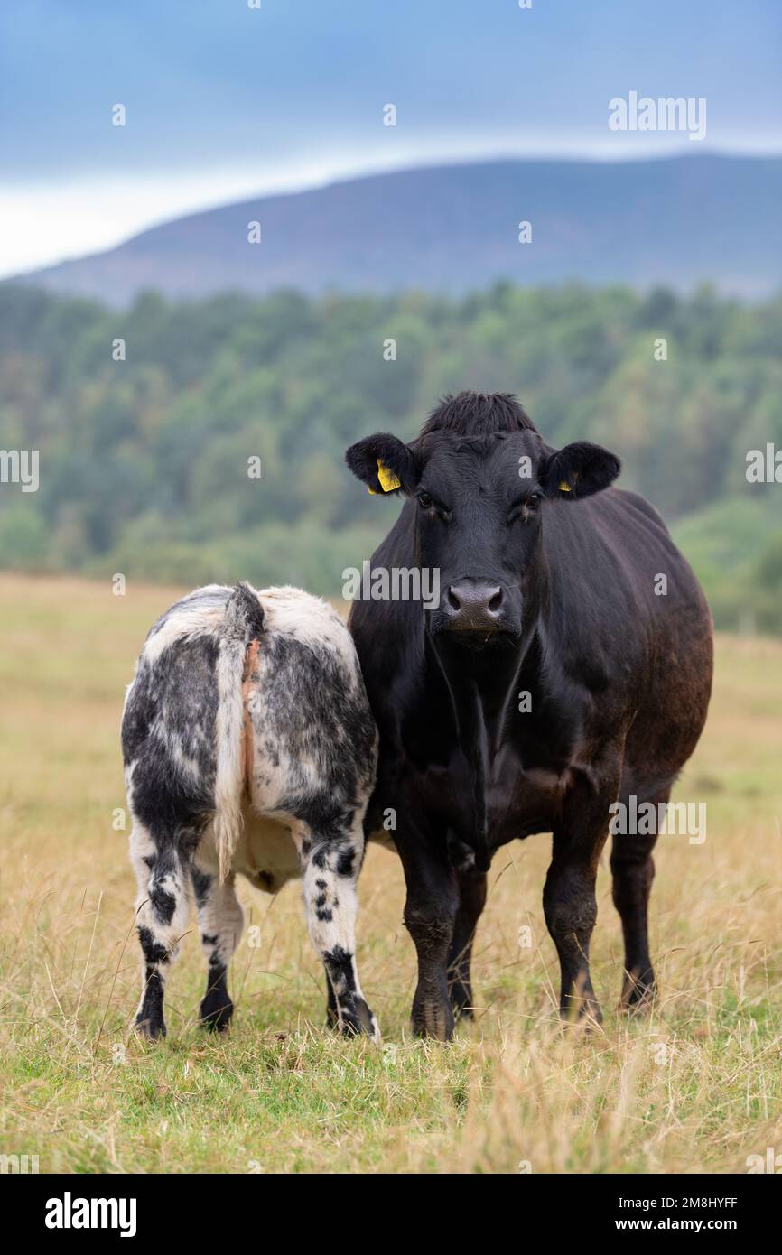 Herd of beef cattle on upland pastures with calves sired by a British ...