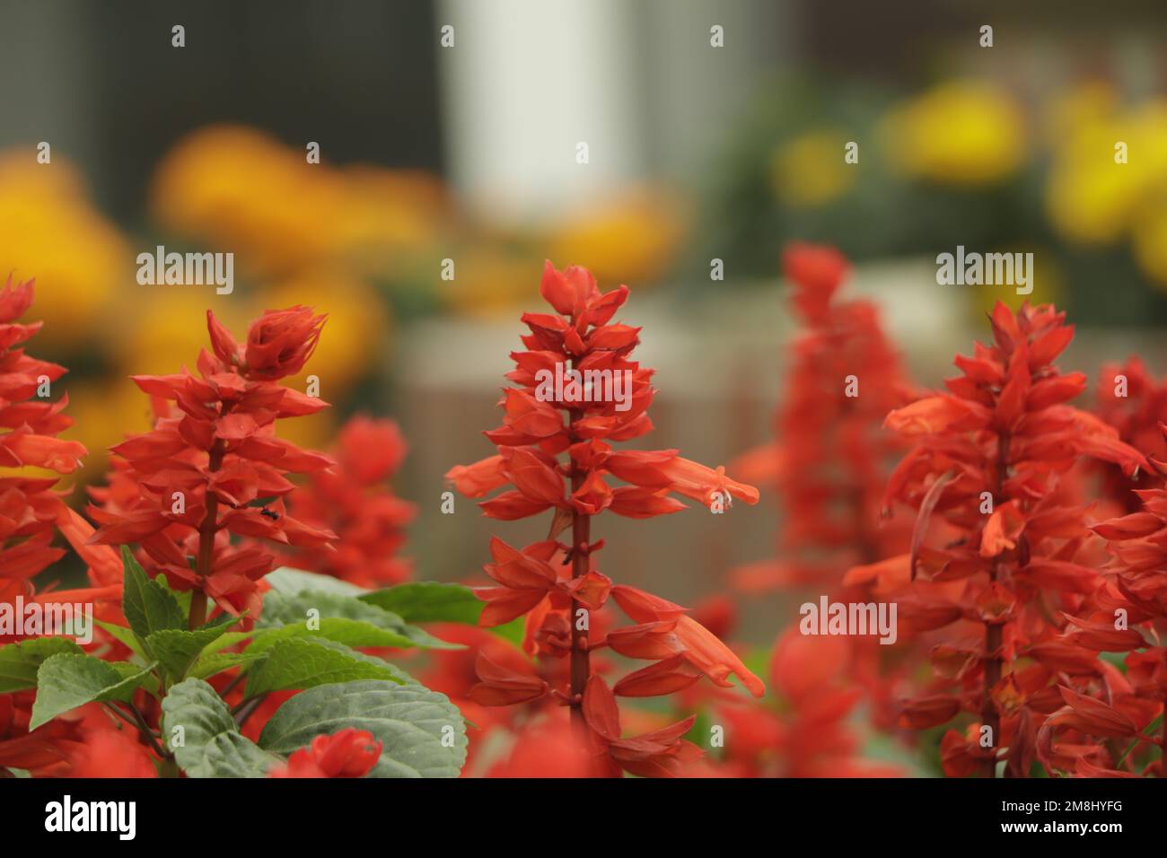 Red Salvia splendens ( Salvia sage, Salvia nemorosa ) flowers blooming ...