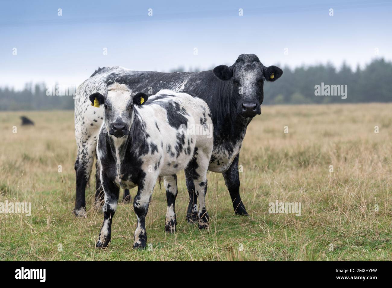 Herd of beef cattle on upland pastures with calves sired by a British ...