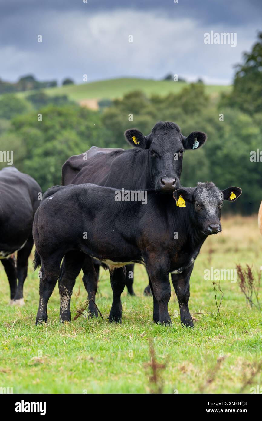 Herd of beef cattle on upland pastures with calves sired by a British ...
