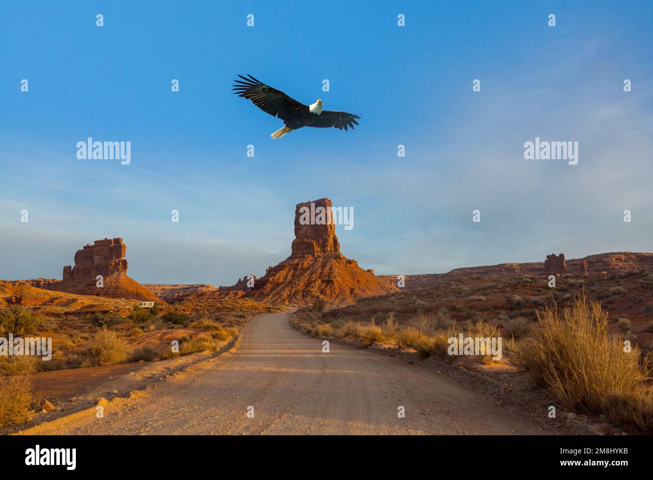 American bald eagle in flight against Valley of the Gods in Arizona ...
