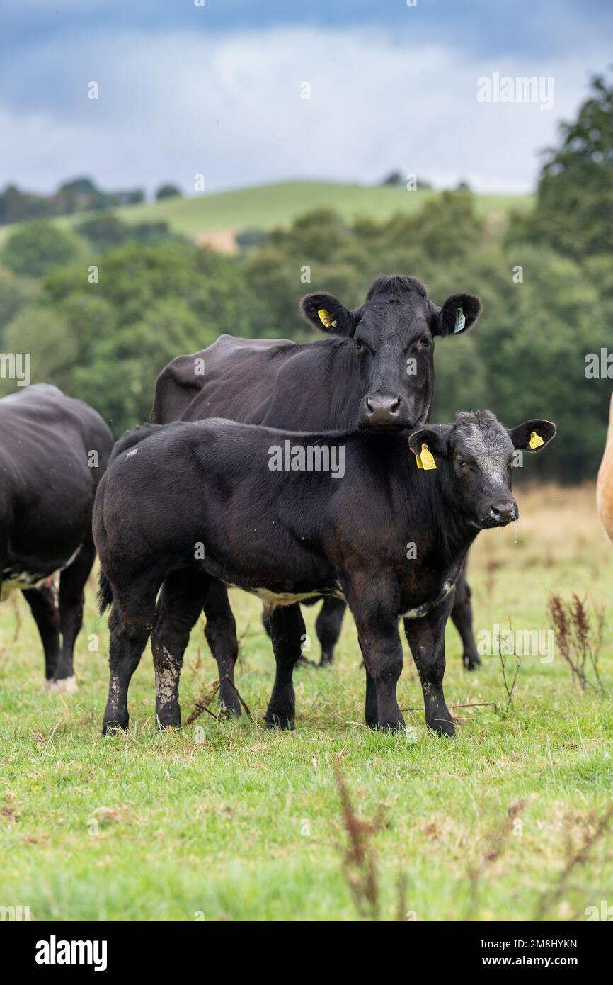 Herd of beef cattle on upland pastures with calves sired by a British ...
