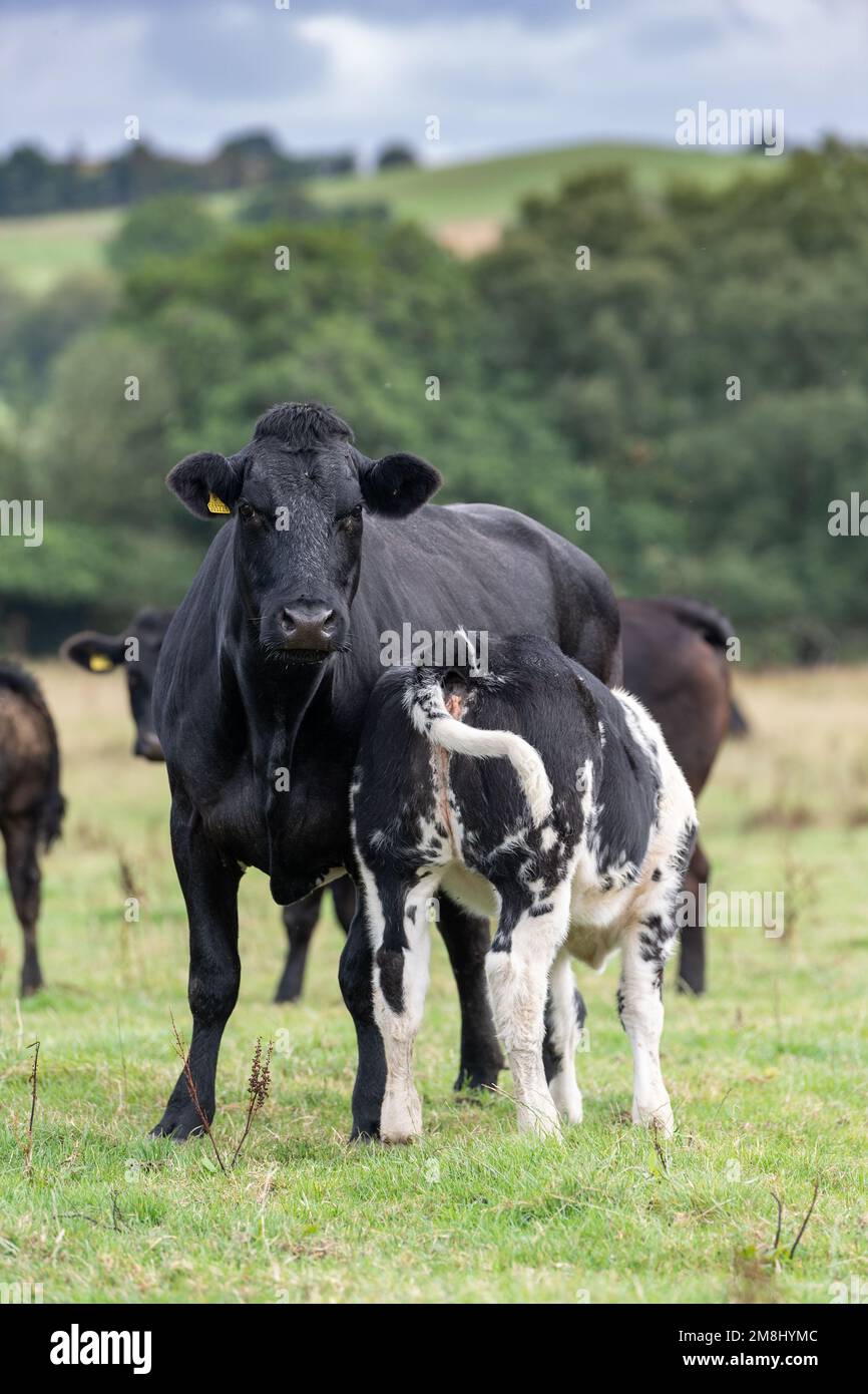 Herd of beef cattle on upland pastures with calves sired by a British ...